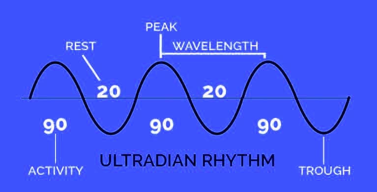 Take advantage of ultradian cycles to improve productivity